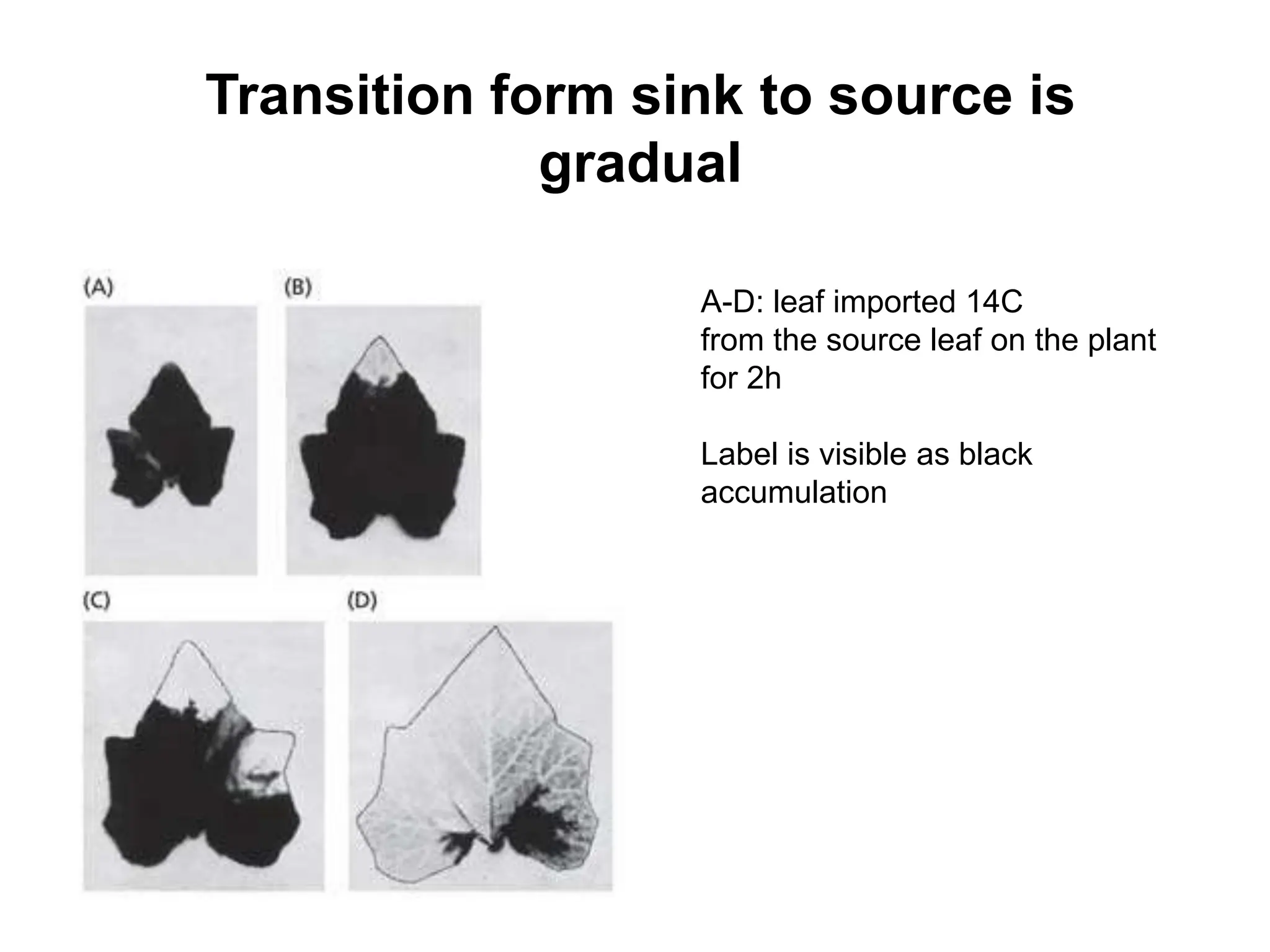 KULIAH 03. HUBUNGAN SOURCE DAN SINK 2.ppt