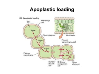 KULIAH 03. HUBUNGAN SOURCE DAN SINK 2.ppt