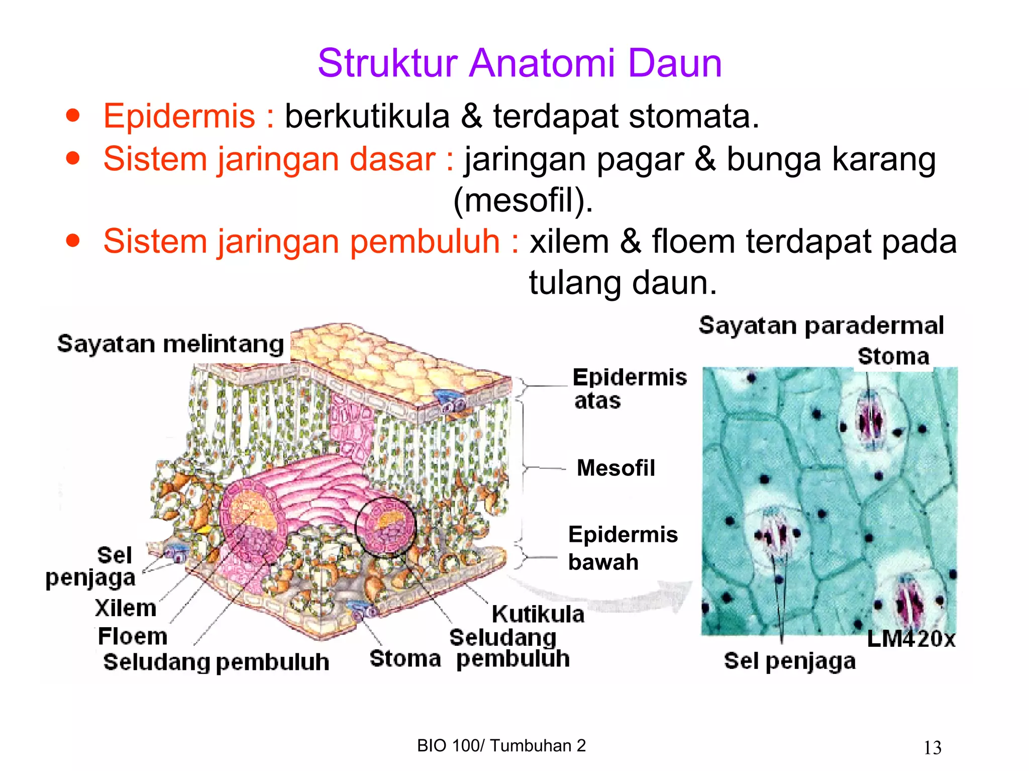 Kuliah 10 dunia tumbuhan | PDF