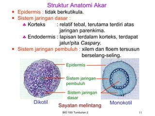 Kuliah 10 dunia tumbuhan | PPT