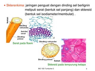 Kuliah 10 dunia tumbuhan | PDF