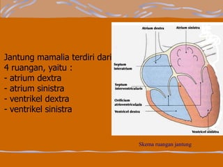 Kuliah 10 sirkulasi | PDF
