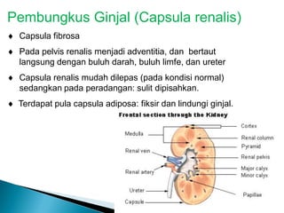 Kuliah 12 sistem uropoeitica | PDF