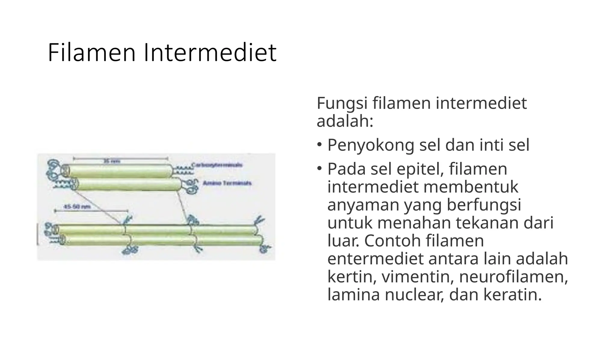 Kuliah 13 Biosel_Komponen Permukaan Sel-1.pptx