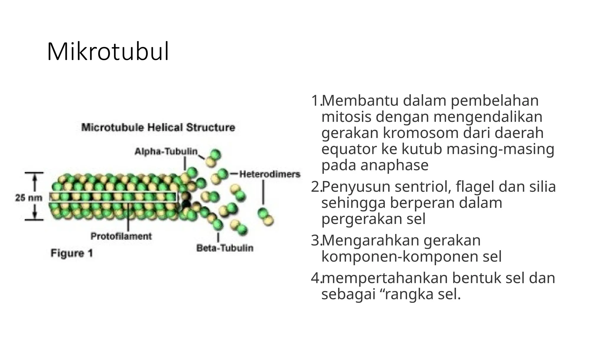 Kuliah 13 Biosel_Komponen Permukaan Sel-1.pptx