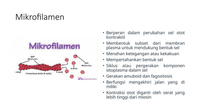 Kuliah 13 Biosel_Komponen Permukaan Sel-1.pptx