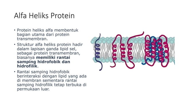 Kuliah 13 Biosel_Komponen Permukaan Sel-1.pptx