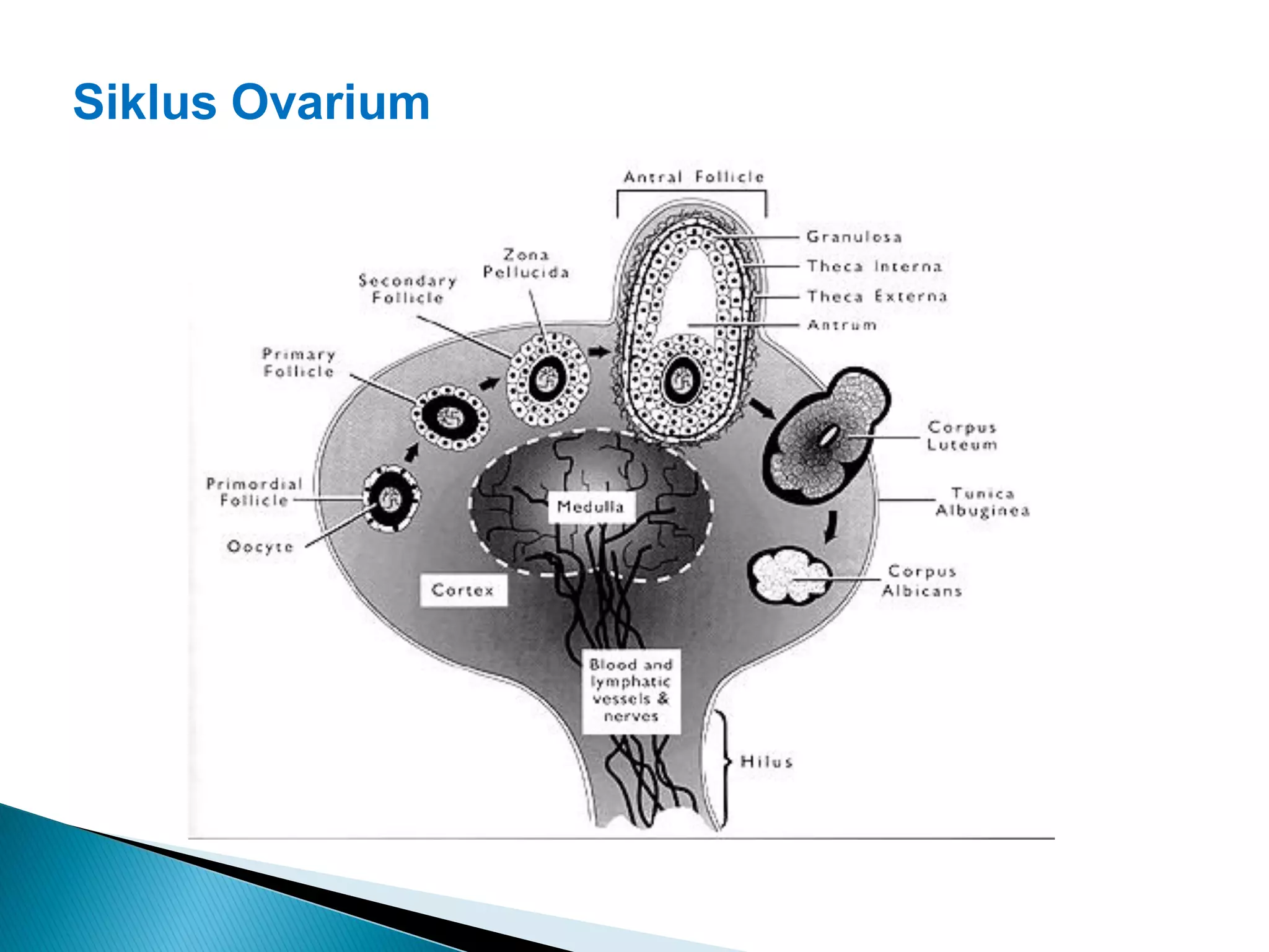Kuliah 14 sistem reproduksi betina | PDF