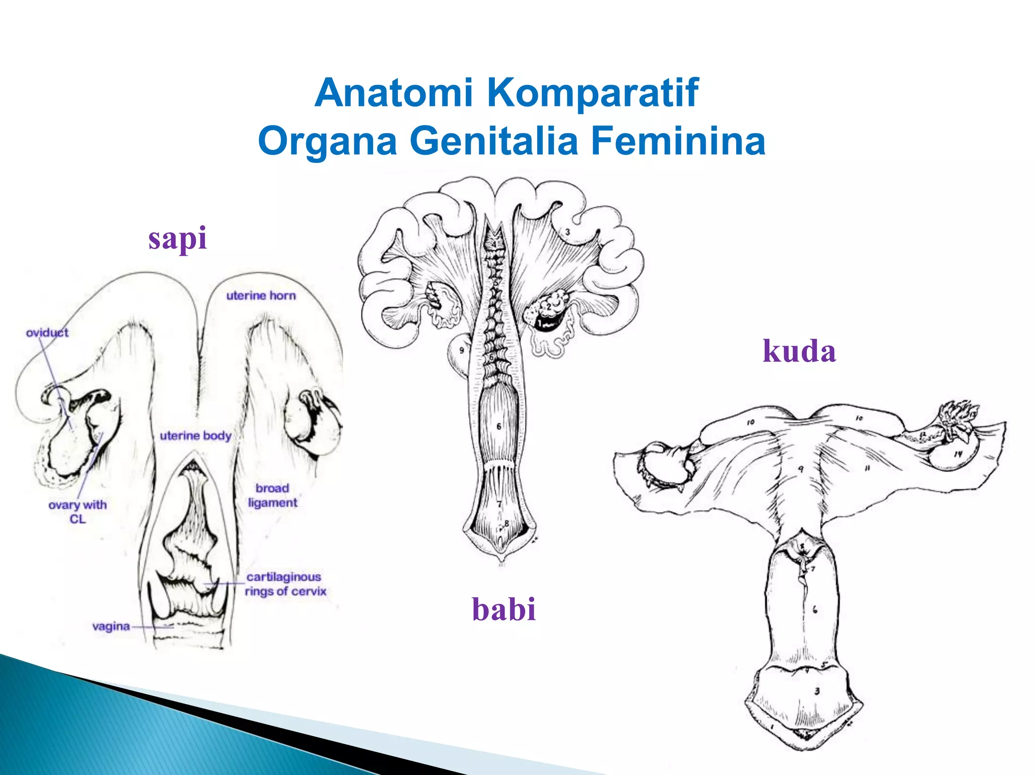Kuliah 14 sistem reproduksi betina | PDF