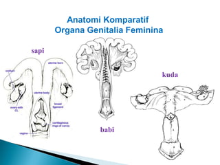 Kuliah 14 sistem reproduksi betina | PDF