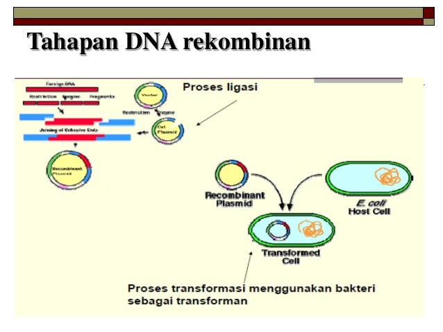 dna rekombinan