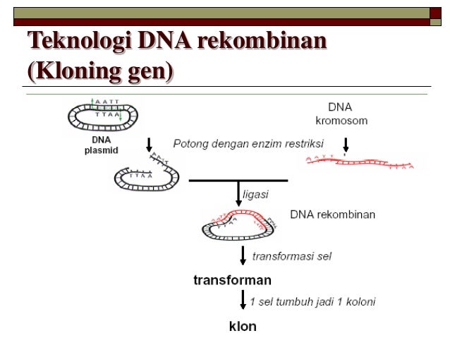 dna rekombinan