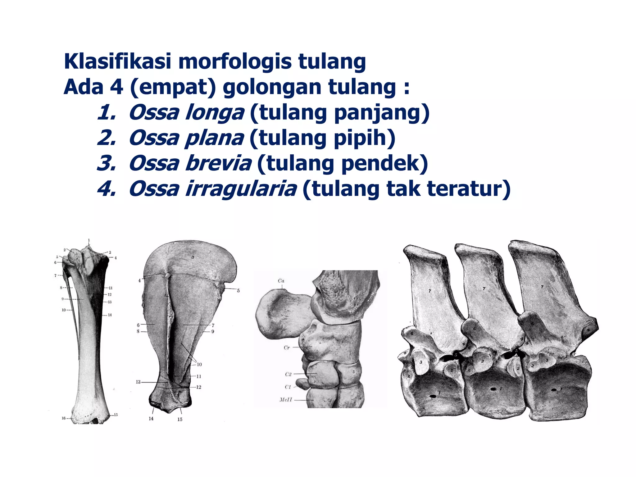 Kuliah 1 dan 2 pendahuluan & 2-osteologi | PDF