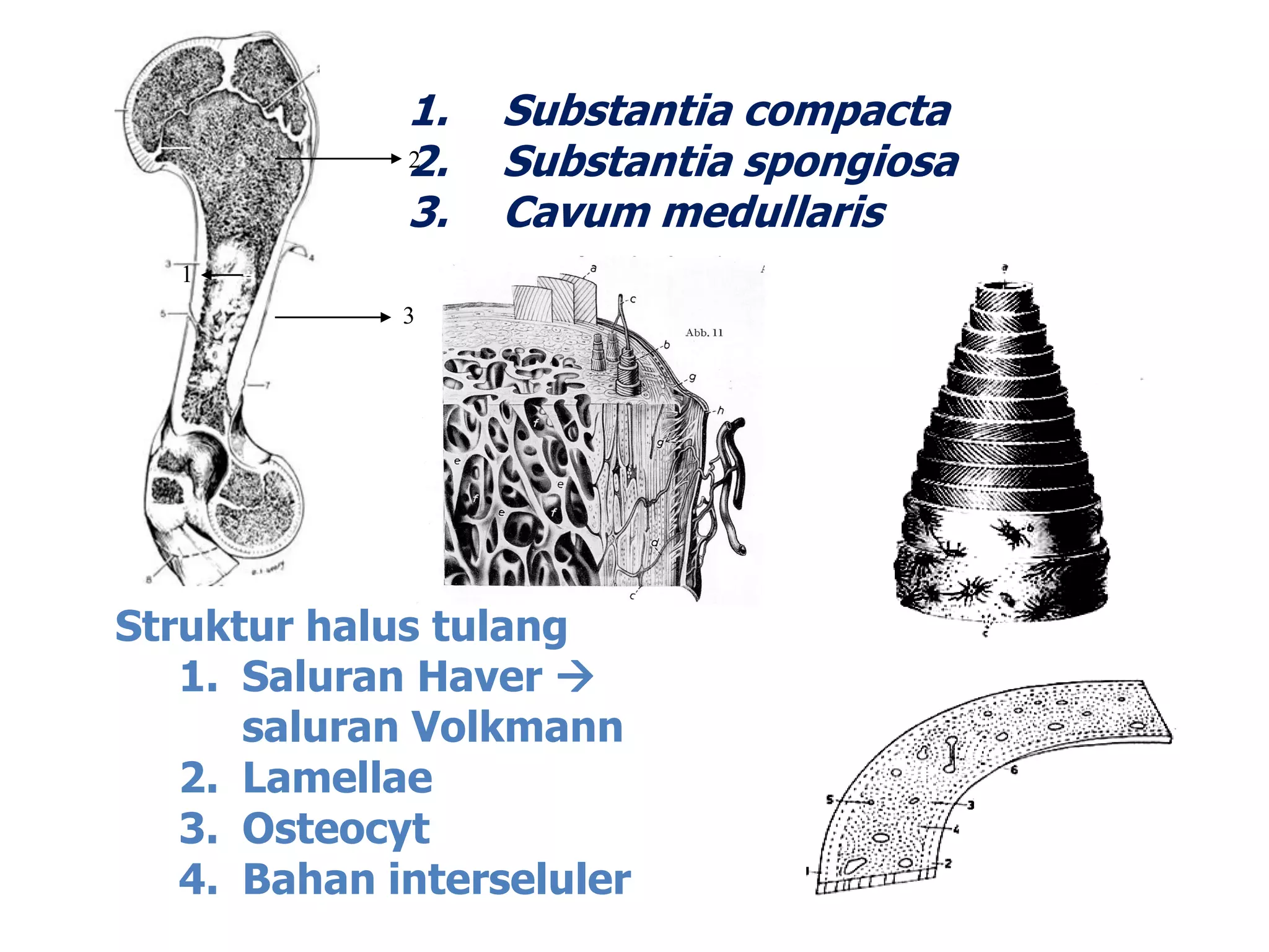 Kuliah 1 dan 2 pendahuluan & 2-osteologi | PDF