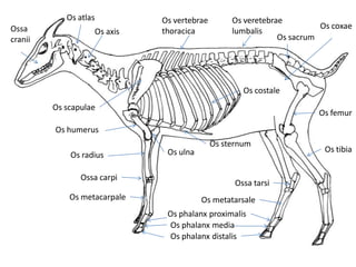 Kuliah 1 dan 2 pendahuluan & 2-osteologi | PDF