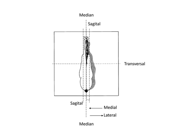 Kuliah 1 dan 2 pendahuluan & 2-osteologi | PDF