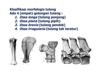 Kuliah 1 dan 2 pendahuluan & 2-osteologi | PDF