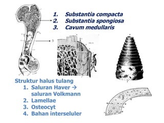 Kuliah 1 dan 2 pendahuluan & 2-osteologi | PDF