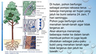 HIDROLOGI HUTAN | PPS