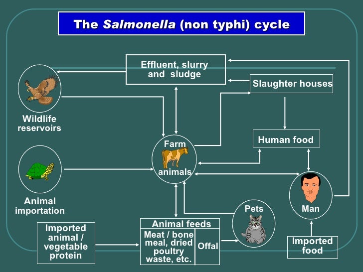 Salmonella Typhi Diagram