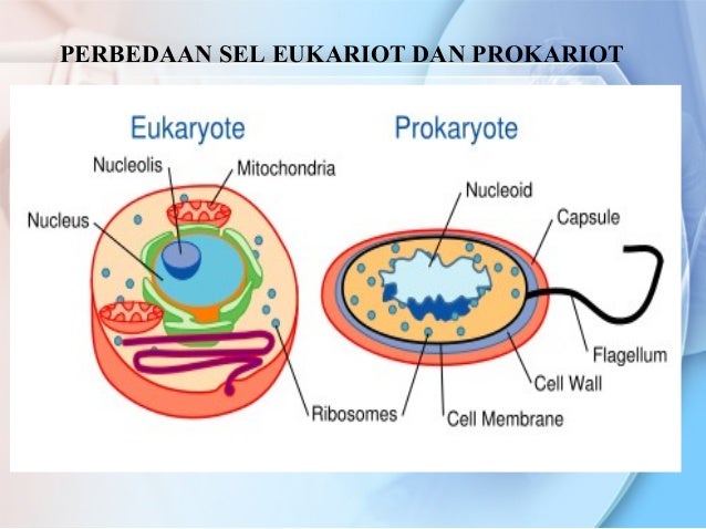 Kuliah 2 organisasi sel (struktur prokariot dan eukariot)