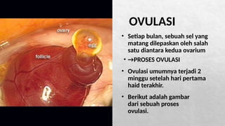 KULIAH 3 - PROSES KEHAMILAN & TUMBUH KEMBANG FETUS Biologi.pptx | Free ...