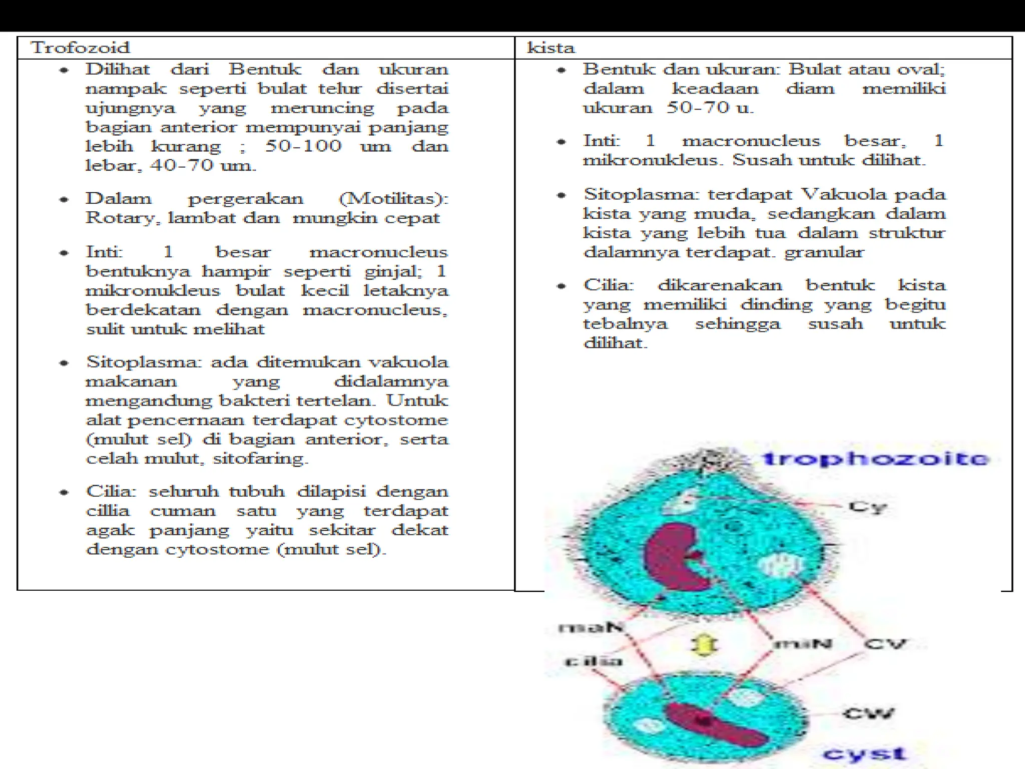 Kuliah 3 Cilliata Protozoa kelas ciliata.pptx