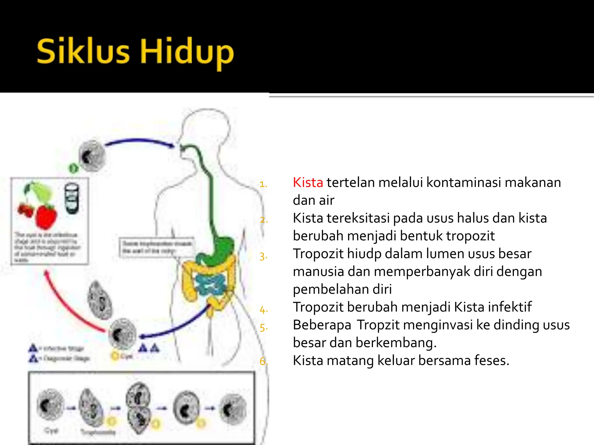 Kuliah 3 Cilliata Protozoa kelas ciliata.pptx