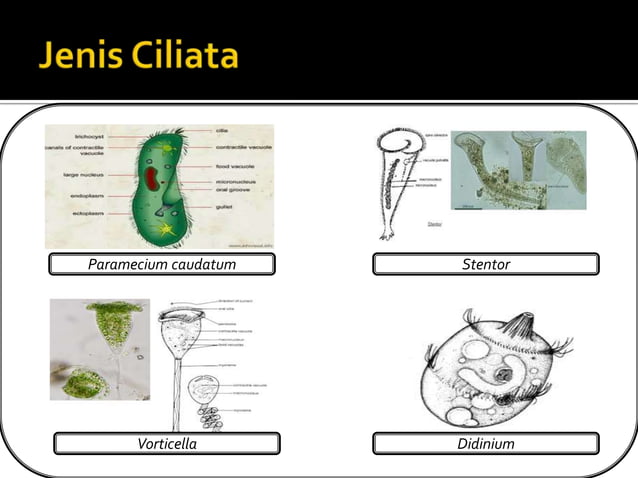 Kuliah 3 Cilliata Protozoa kelas ciliata.pptx