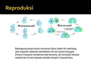 Kuliah 3 Cilliata Protozoa kelas ciliata.pptx