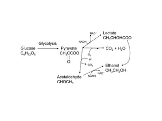 Kuliah 3 (Metabolic_pathways).ppt