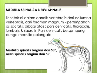 Kuliah 4. neuroanatomi | PDF