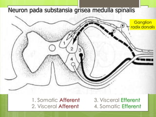 Kuliah 4. neuroanatomi | PDF
