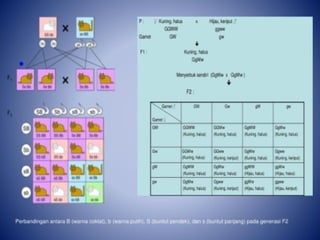 Hukum segregasi mata kuliah genetika dasar | PPTX