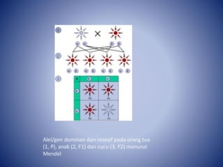 Hukum segregasi mata kuliah genetika dasar | PPT