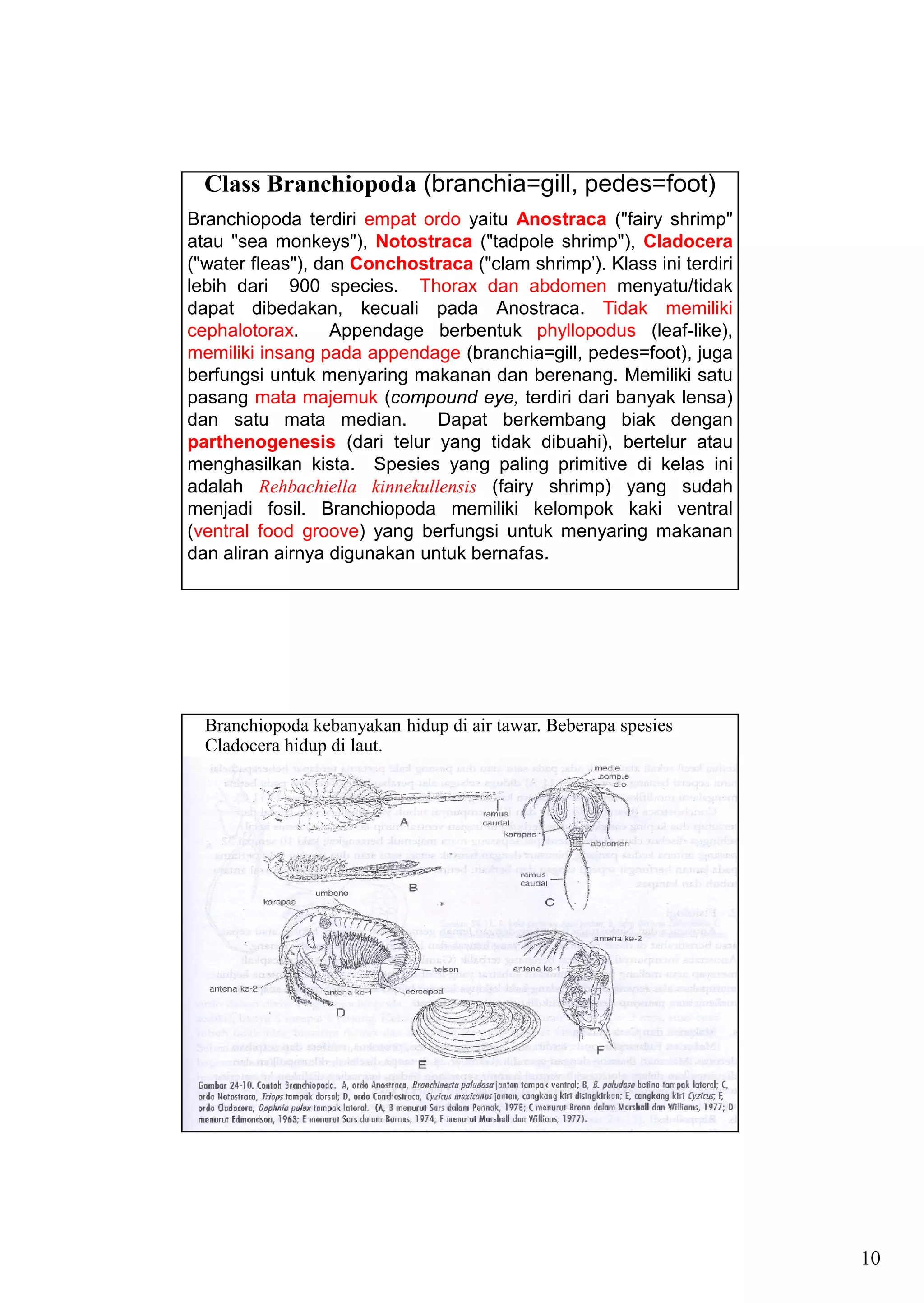 Kuliah 4 crustacea chepalocarina-ostracoda [compatibility mode] | PDF