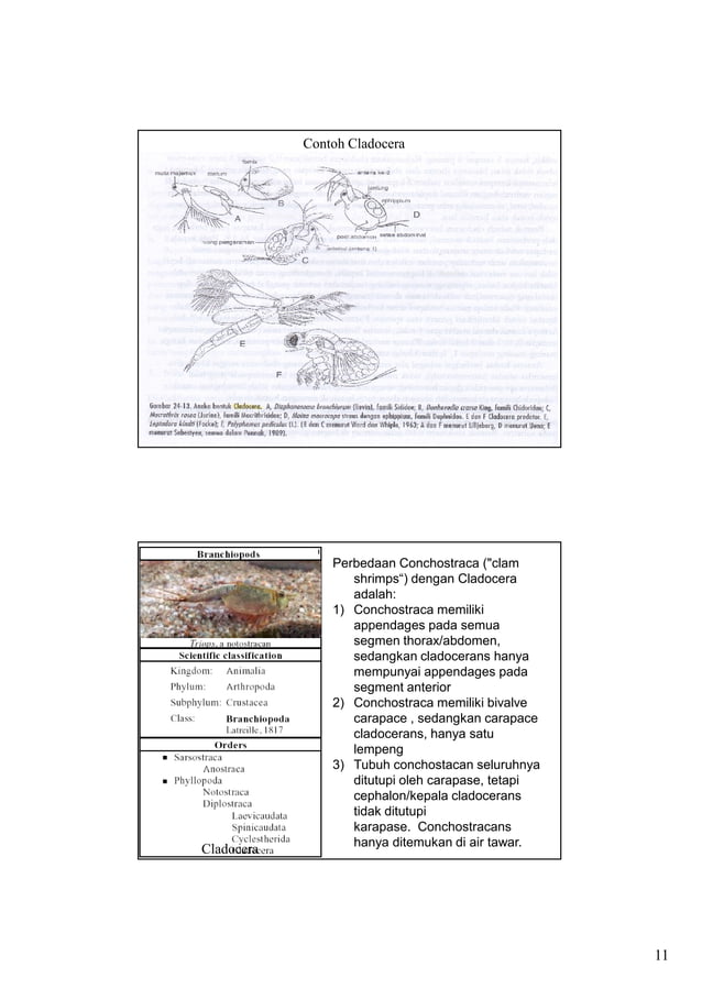 Kuliah 4 crustacea chepalocarina-ostracoda [compatibility mode] | PDF