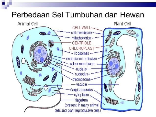 Kuliah 4 struktur dan fungsi sel (organel) | PPT