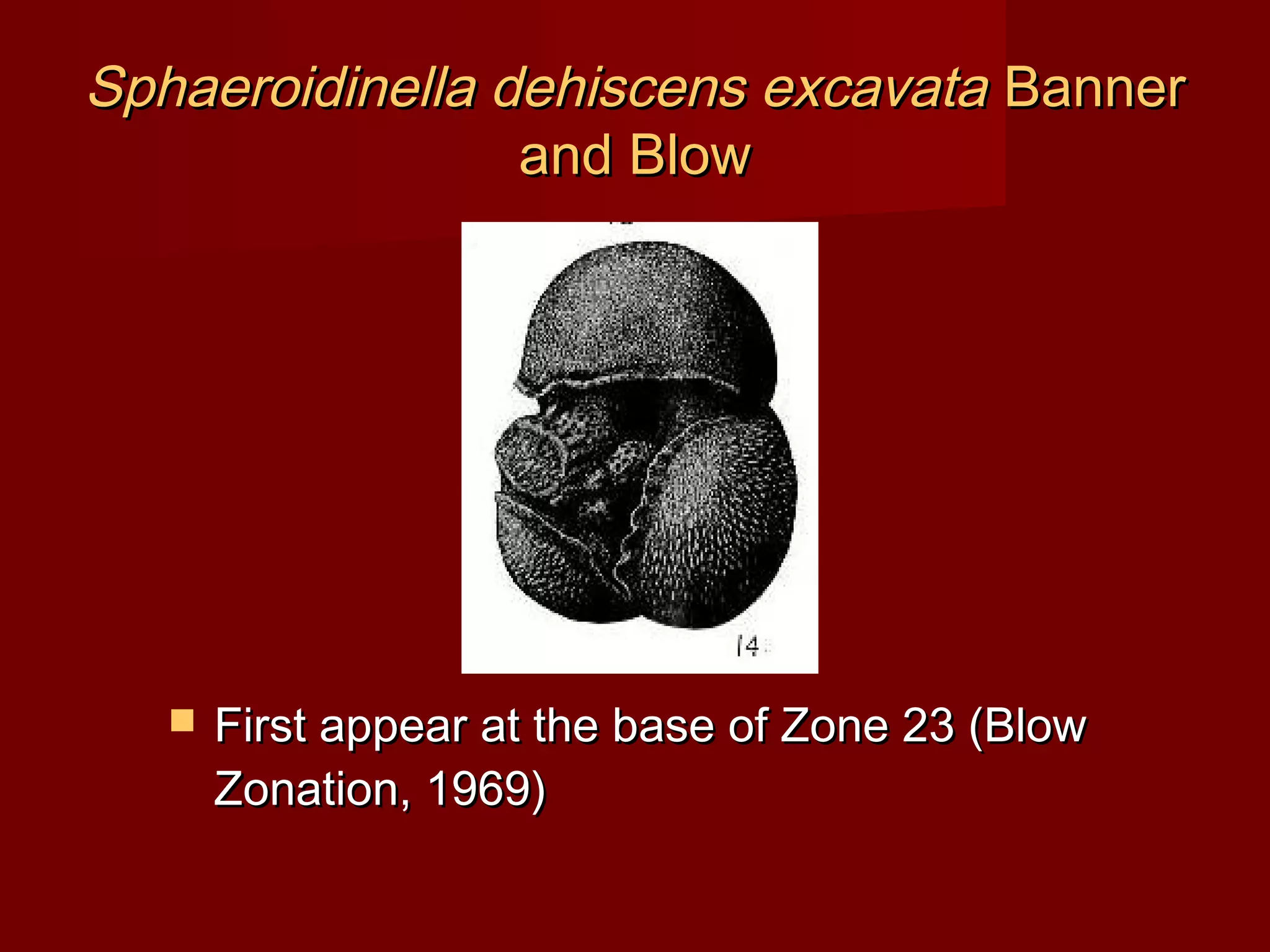 Kuliah 5 penentuan umur | PPT