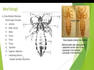 Kuliah 5 Insekta serangga dan sejenisnya.pptx