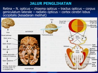 Kuliah 5 organon visus | PDF