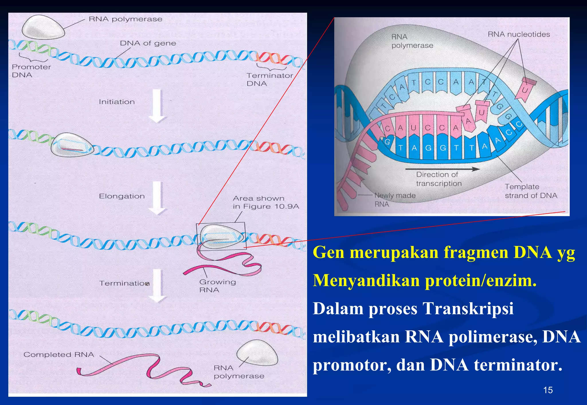 Kuliah 5 struktur dan ekspresi gen | PDF