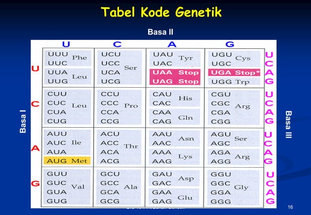 Kuliah 5 struktur dan ekspresi gen | PDF