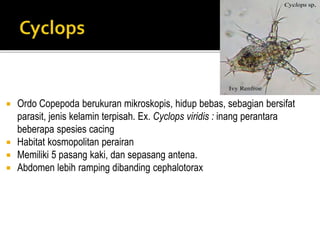 Kuliah 7 Crustacea udang kepiting dan .pptx