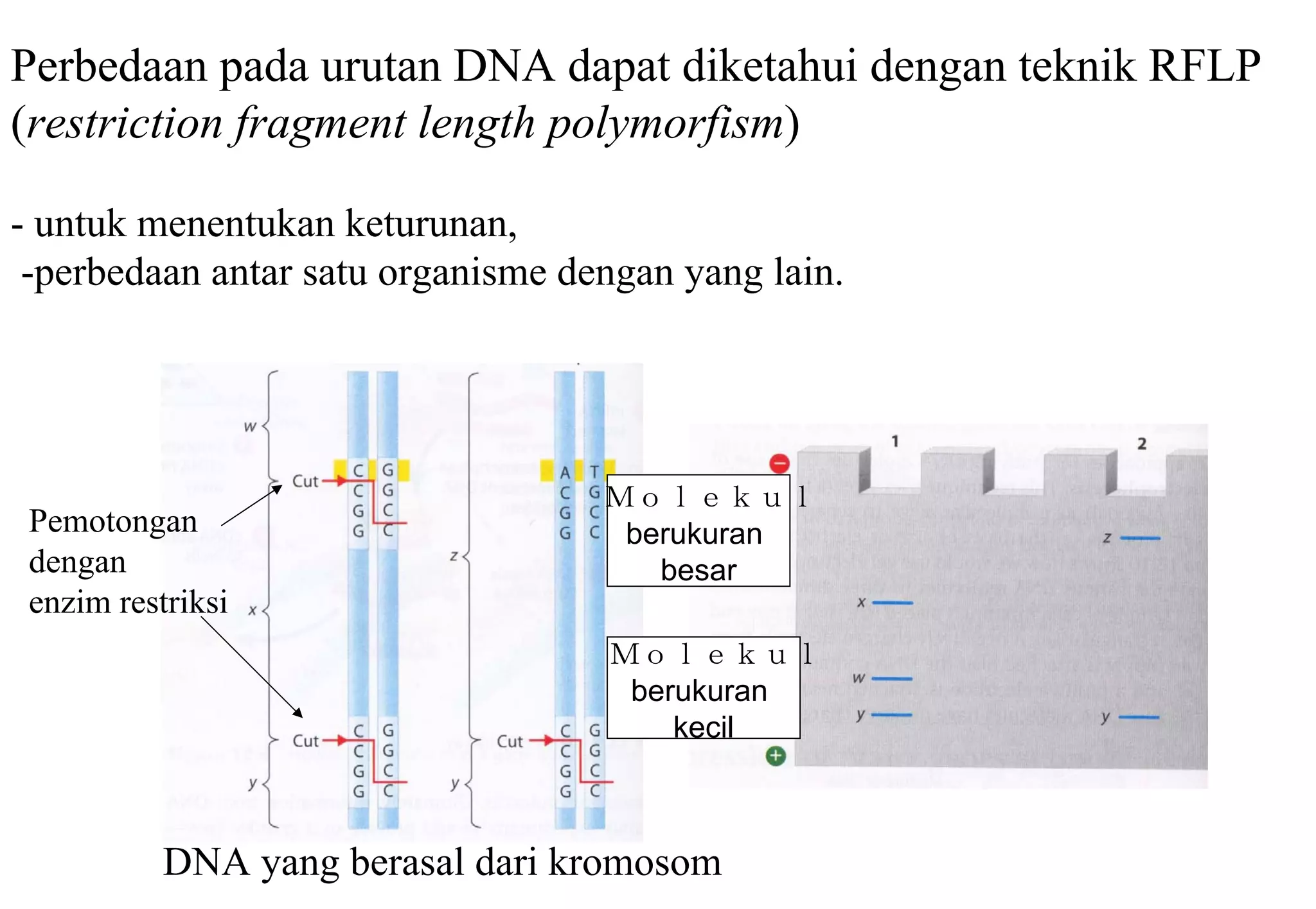 Kuliah 7 teknologi dna rekombinan | PDF