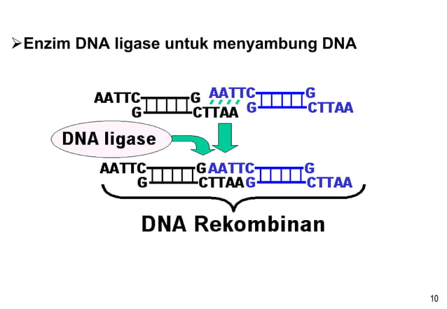 Kuliah 7 teknologi dna rekombinan | PDF