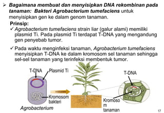 Kuliah 7 teknologi dna rekombinan | PDF