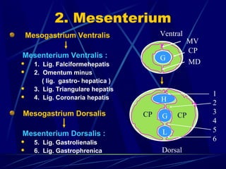Kuliah abdomen SEMESTER 2 kd 2 anatomy | PPT