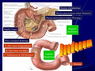 Kuliah abdomen SEMESTER 2 kd 2 anatomy | PPT