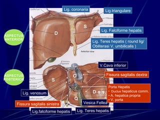 Kuliah abdomen SEMESTER 2 kd 2 anatomy | PPT